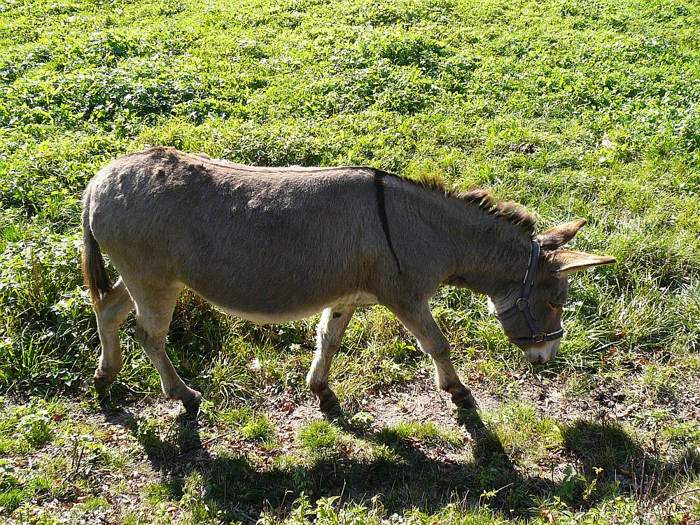 siebenmühlental - Eselsmuehle